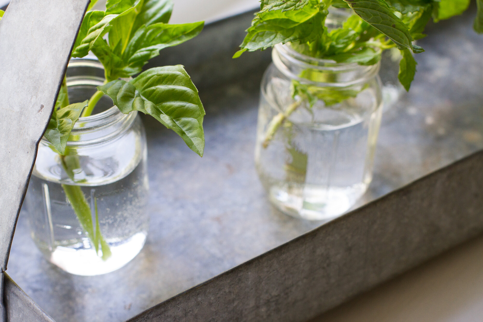 tiny garden: tender herbs. – Reading My Tea Leaves – Slow, simple ...